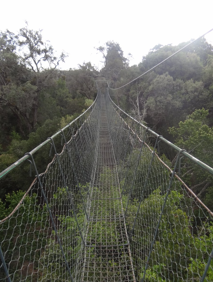 Q-Travel Tour Co: Canopy Walk