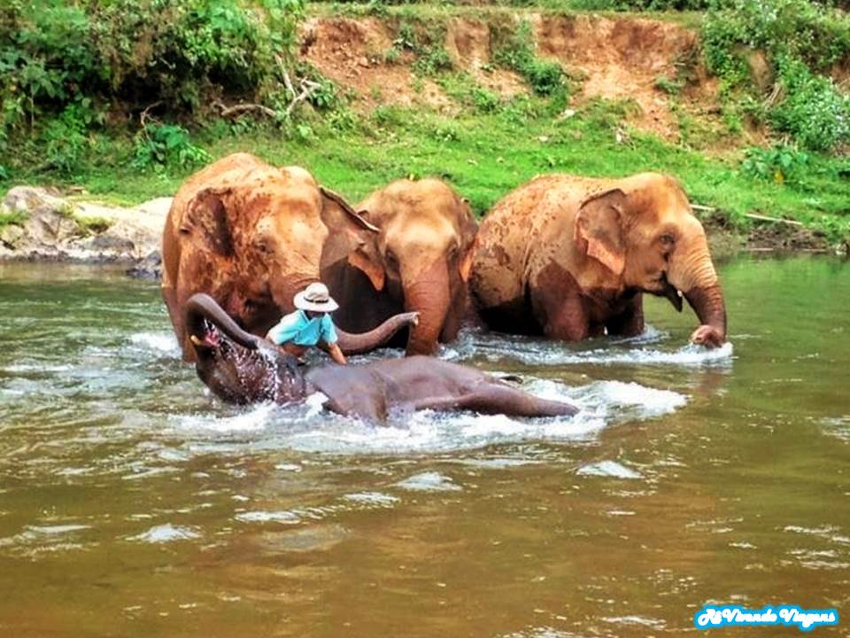 Elephant Nature Park - Como interagir de forma ética com elefantes na ...
