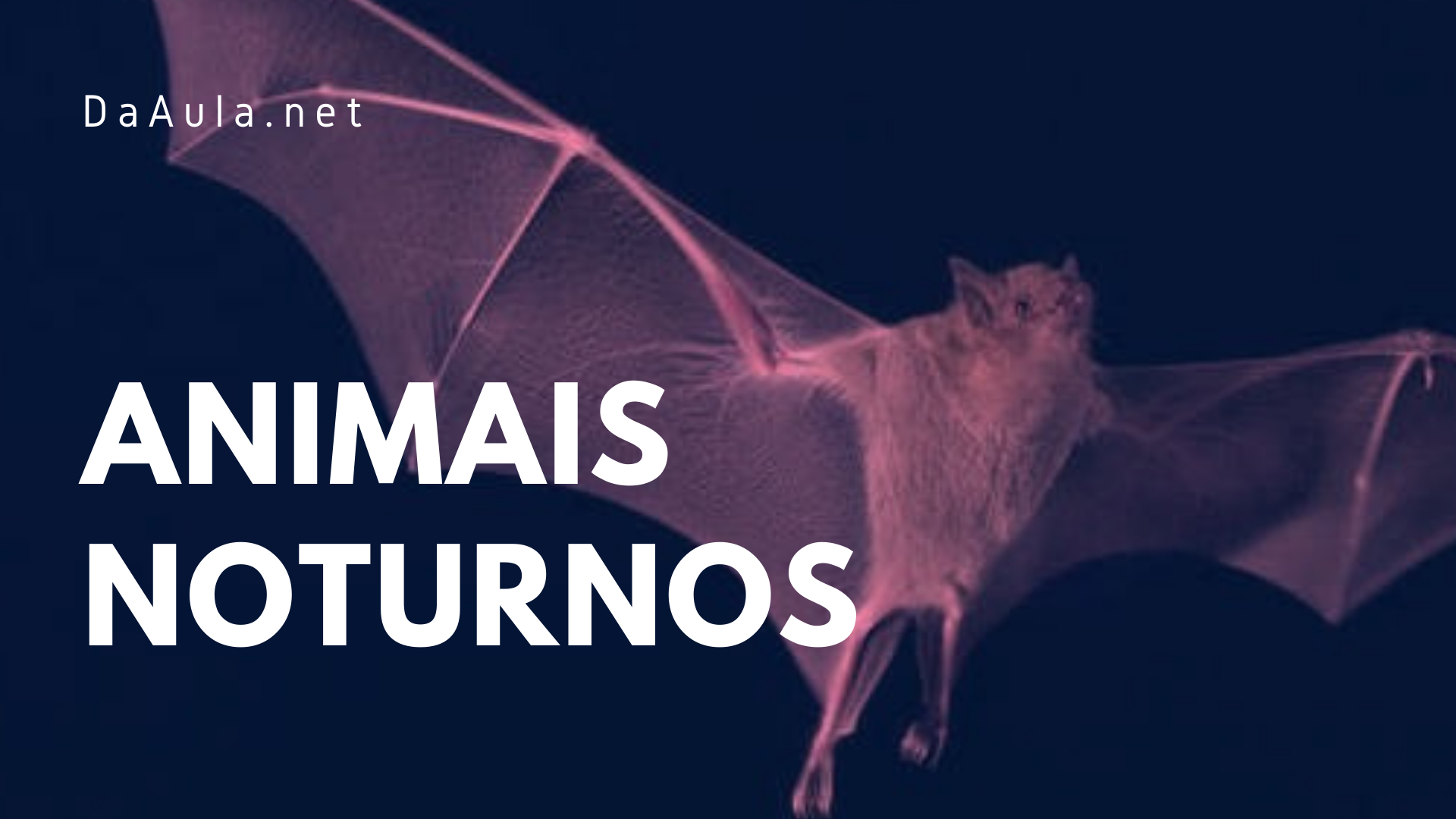 Gato é Diurno Ou Noturno - RETOEDU