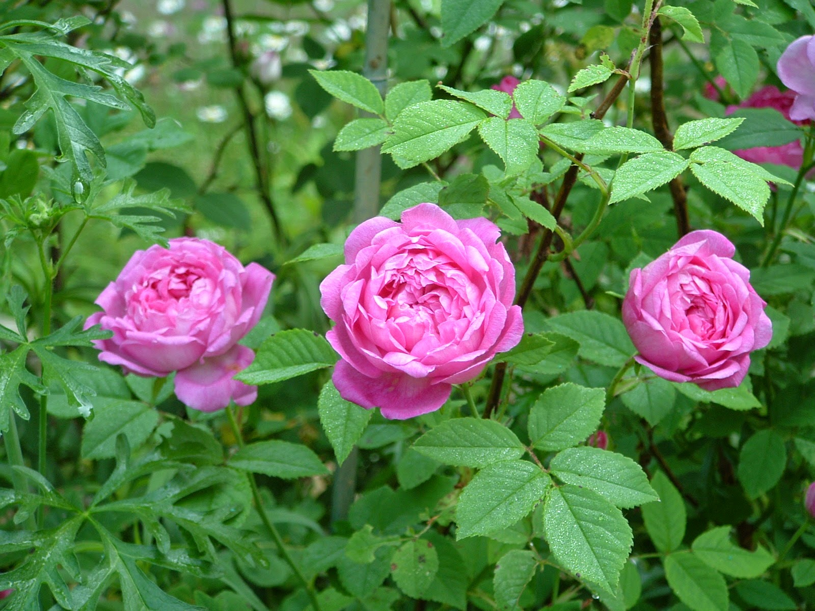 English Historical Fiction Authors: By Any Other Name: Historic Roses