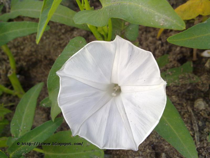 Swamp morning glory - Ipomoea Aquatica