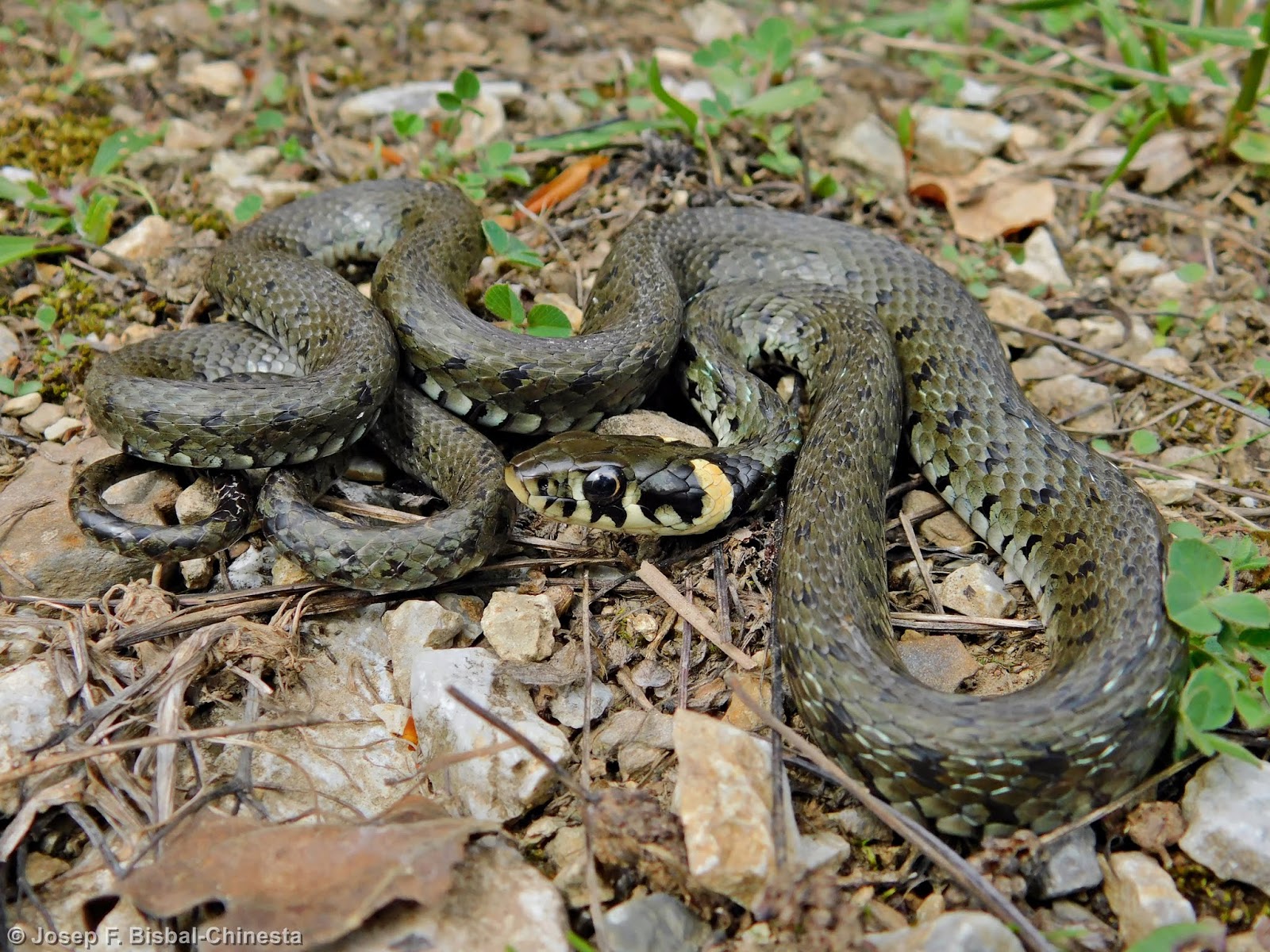 Sargantanes i Dragons: Natrix natrix - Serp de collaret europea