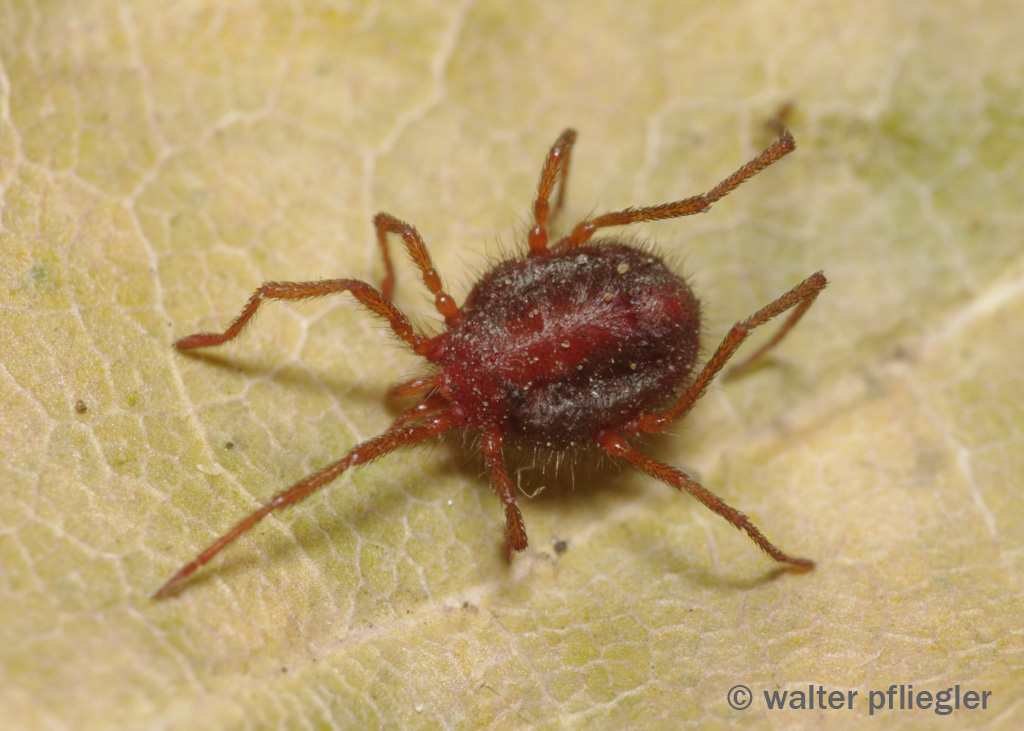 Nature photos from an Amateur Naturalist: Debrecen, Hungary (Debrecen ...