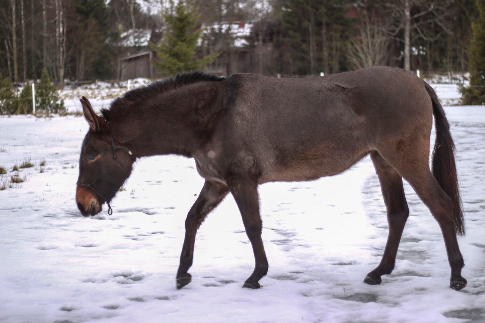 Muuliprojekti: tammikuuta 2017