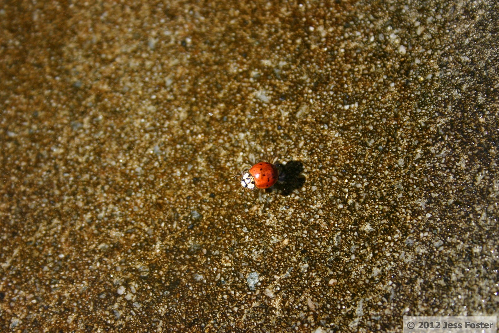 Sluggin' Along: Swimming Ladybug - Hemolymph Hypothesis