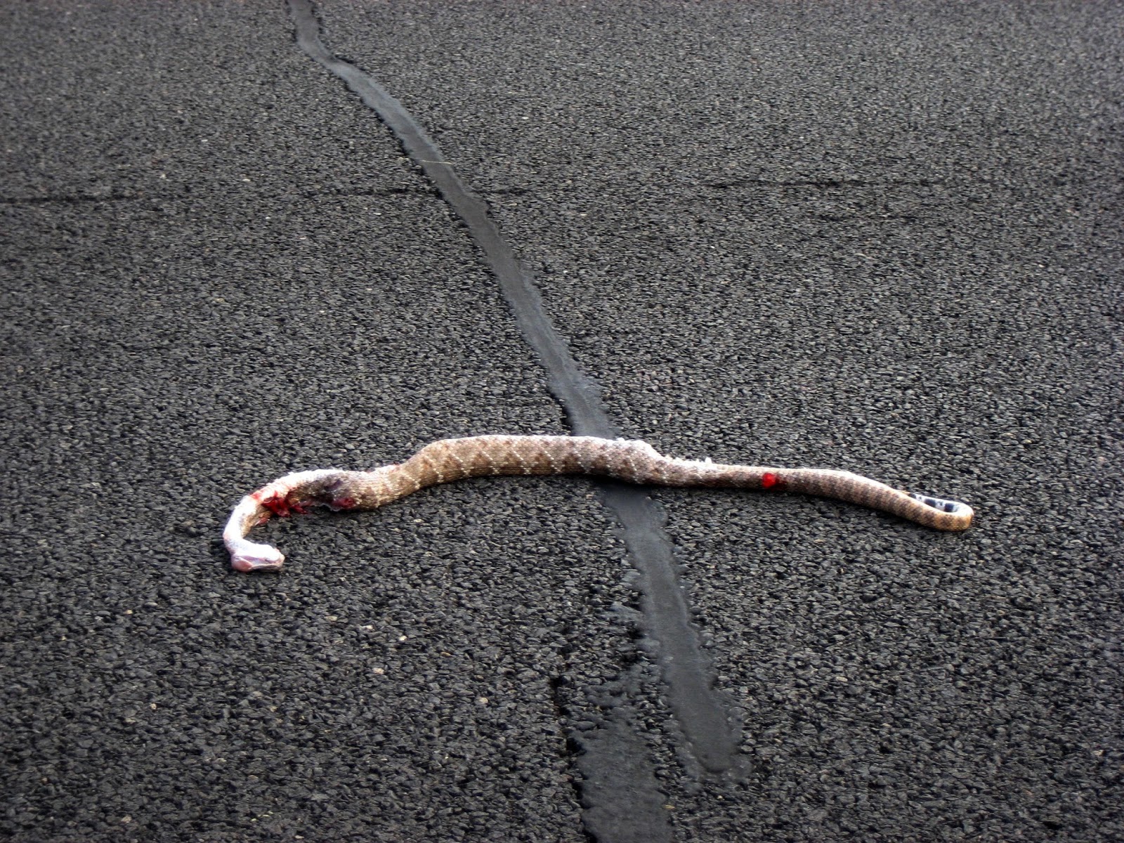 Living Rootless: Highway 380, New Mexico: Dead Snake