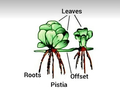 Stem: defination, functions and stem modification | study science