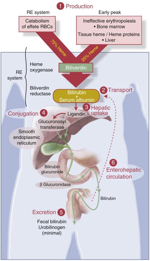 Sakit Kuning (Jaundice) dan metabolisme bilirubin (Bagian 2) | Lantana ...