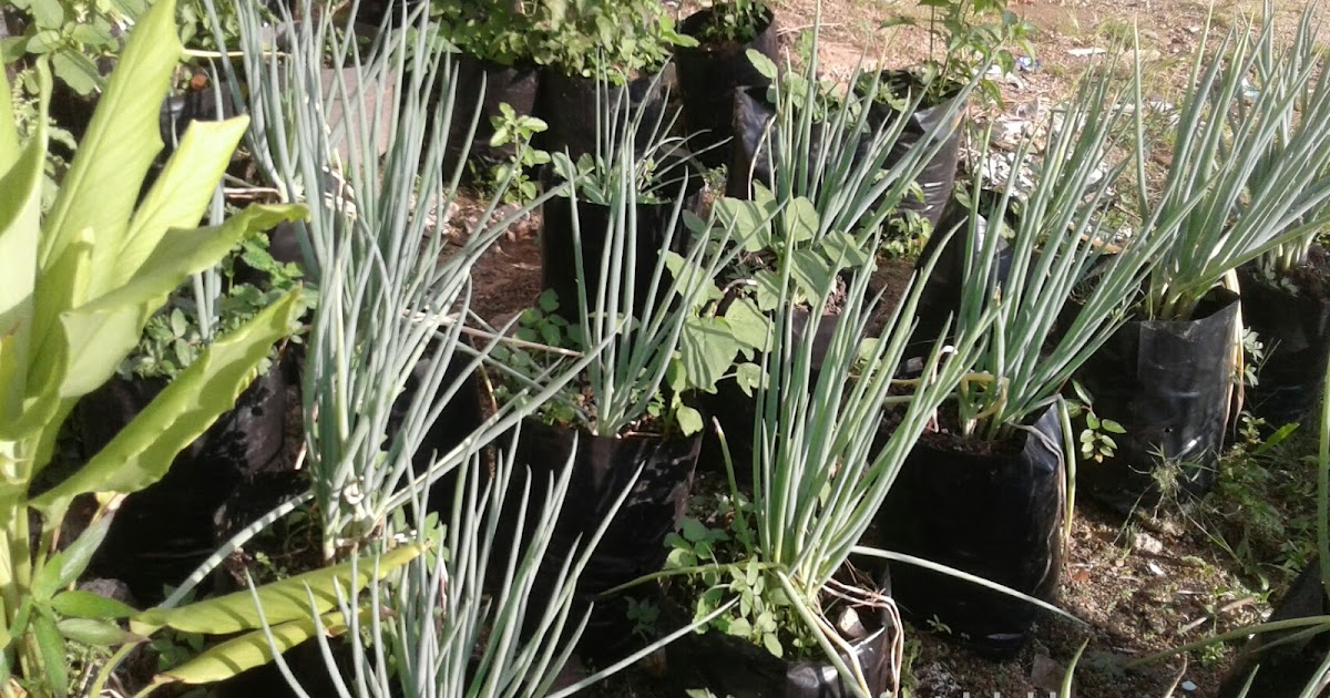 Manfaat daun loncang - Manfaat-Lab