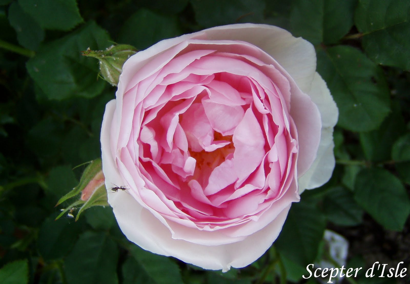 Eszterkertje: SCEPTER D'ISLE ANGOL RÓZSA