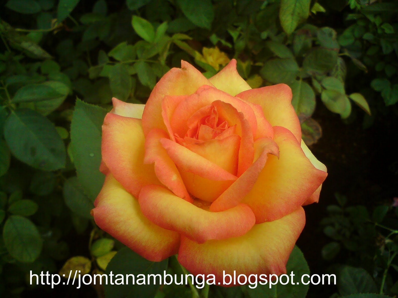 Jom Tanam Bunga: Minyak Wangi Daripada Bunga