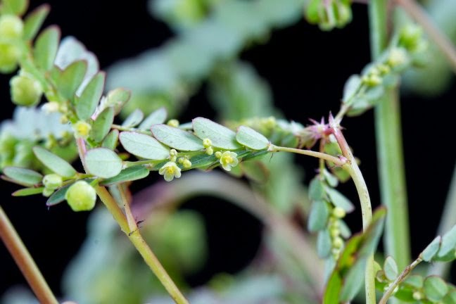 Humedales en Puerto Rico Papo Vives et al: PHYLLANTHUS STIPULATUS ...