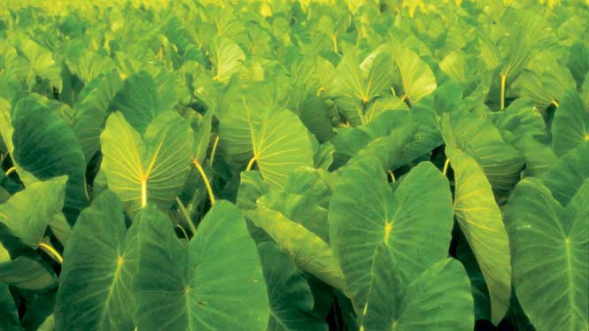 Garden Guy Hawaii: When to Pick Taro