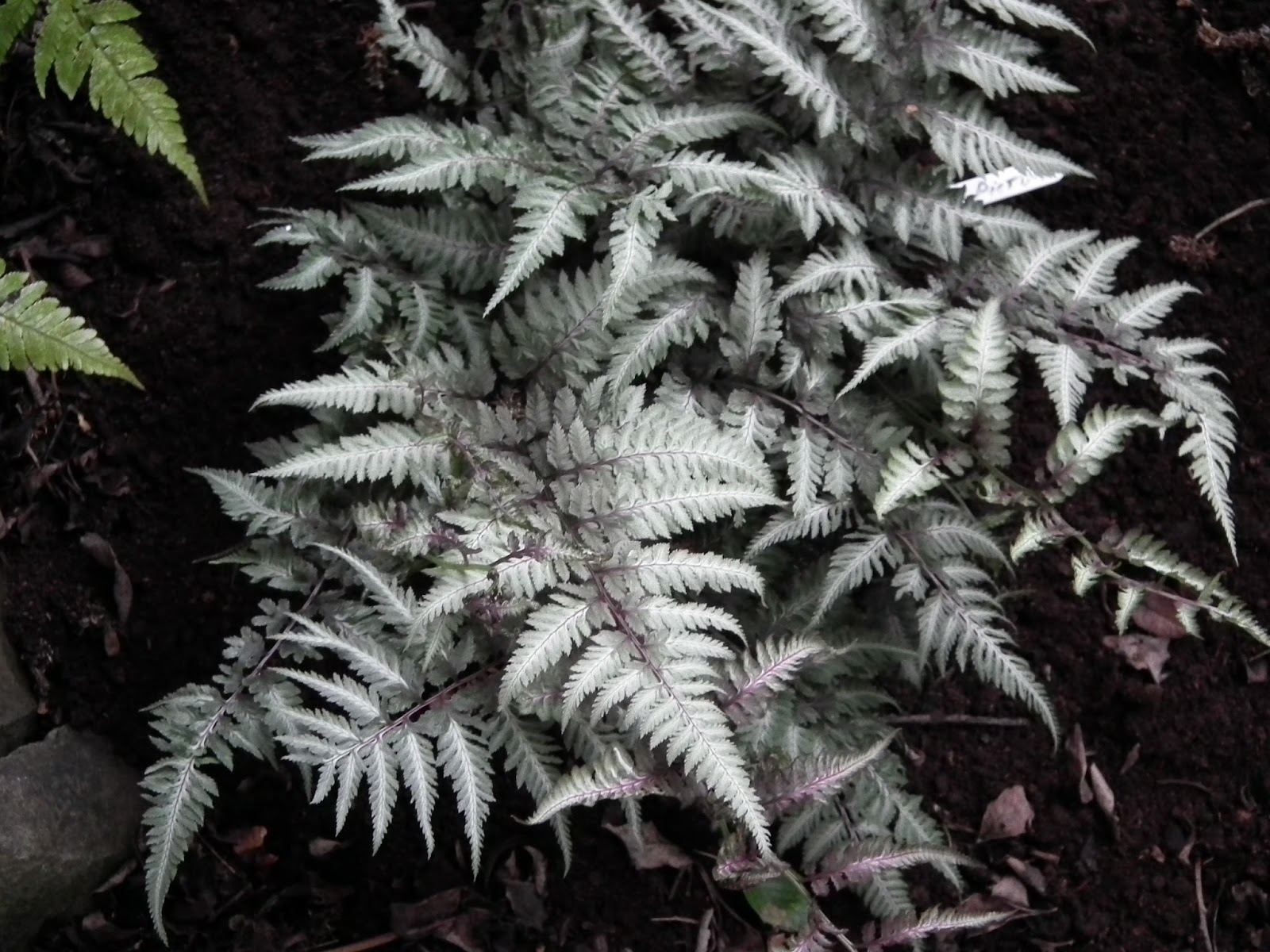 Hortus Godotii - Tallow: Ferns
