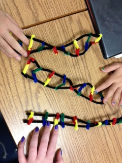 Growing Grade by Grade: All Hands-On Science: Make a DNA Model!