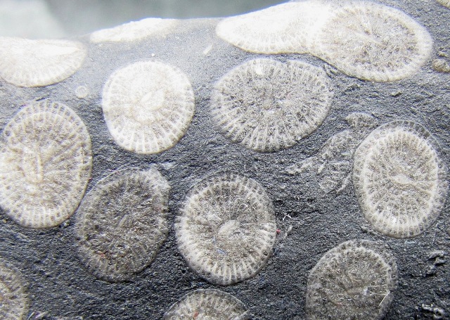 Lithostrotion - Alchetron, The Free Social Encyclopedia