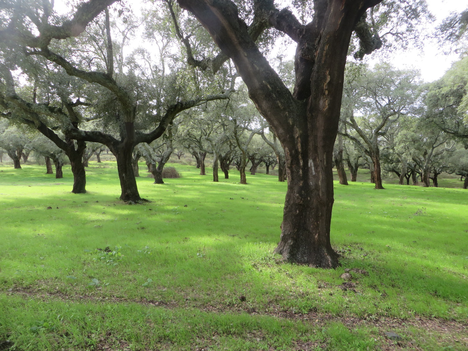 O melhor Alentejo do Mundo: Não nos destruam a Floresta de Montado