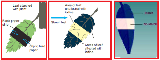 ON LINE LEARNING: Class 7 Science NCERT Solutions