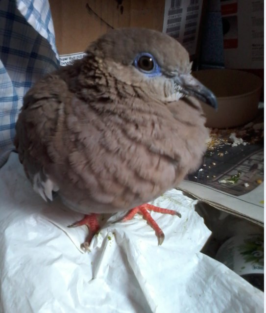 aprendiendo a cuidar a mi pichon de cuculi