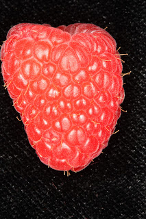 UF BOT 2710: Practical Plant Taxonomy: Lab 7: General structure of ...