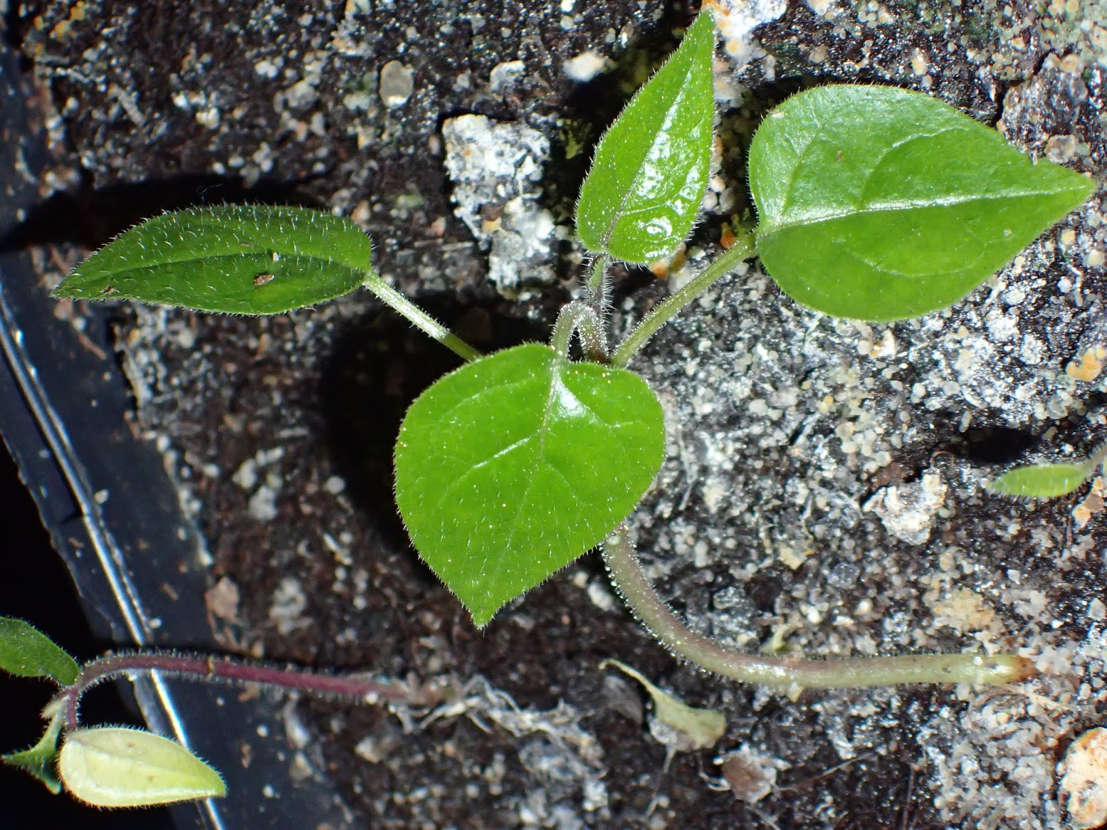 Scirpidiella's Plants: Hybrid of Hardy Tamarillo’s (Cyphomandra ...