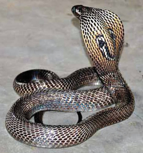 Snakes of Medical Importance in Nepal | Gyan Park