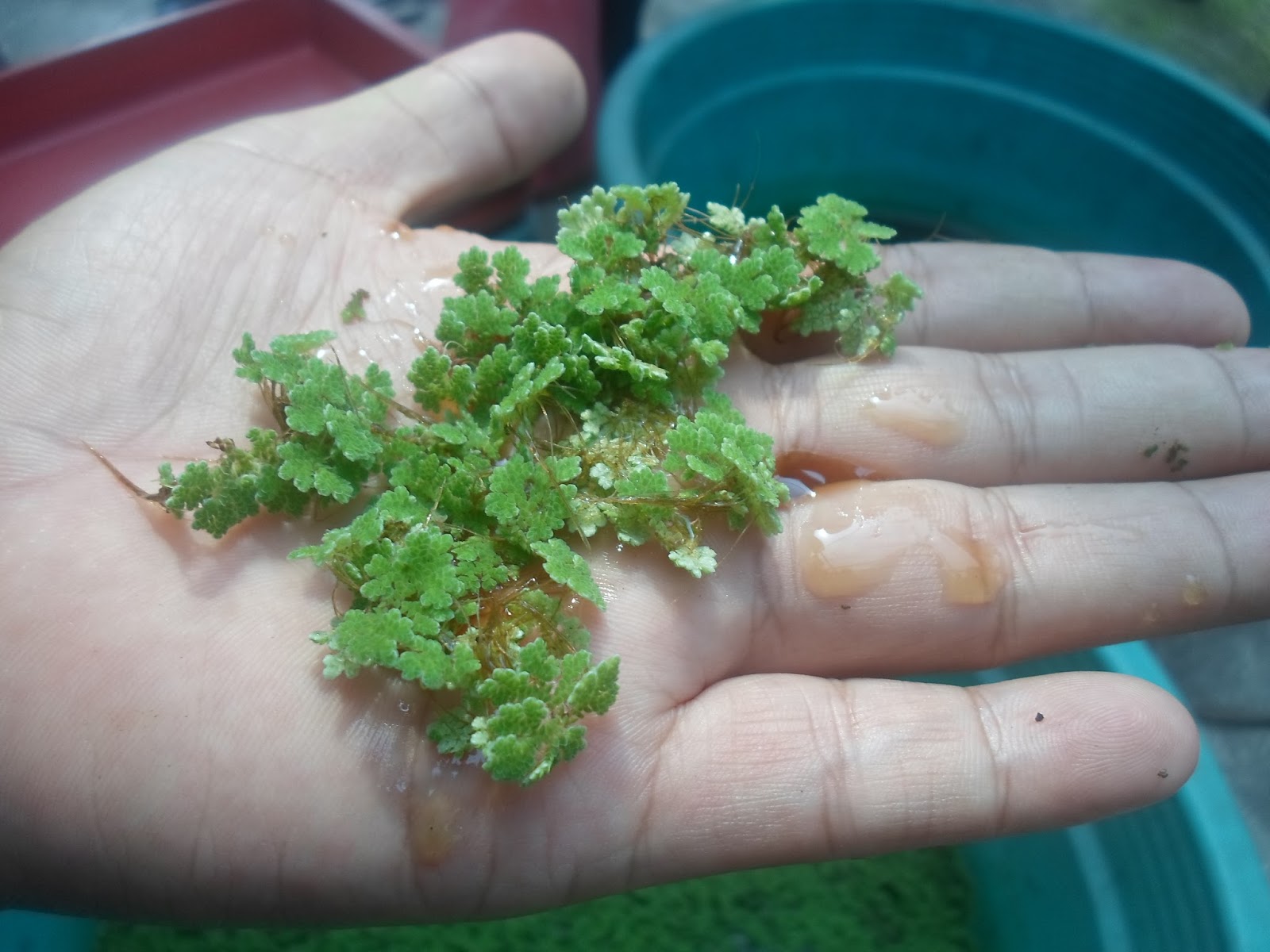 Budidaya Tanaman Azolla - PATANI KIWARI