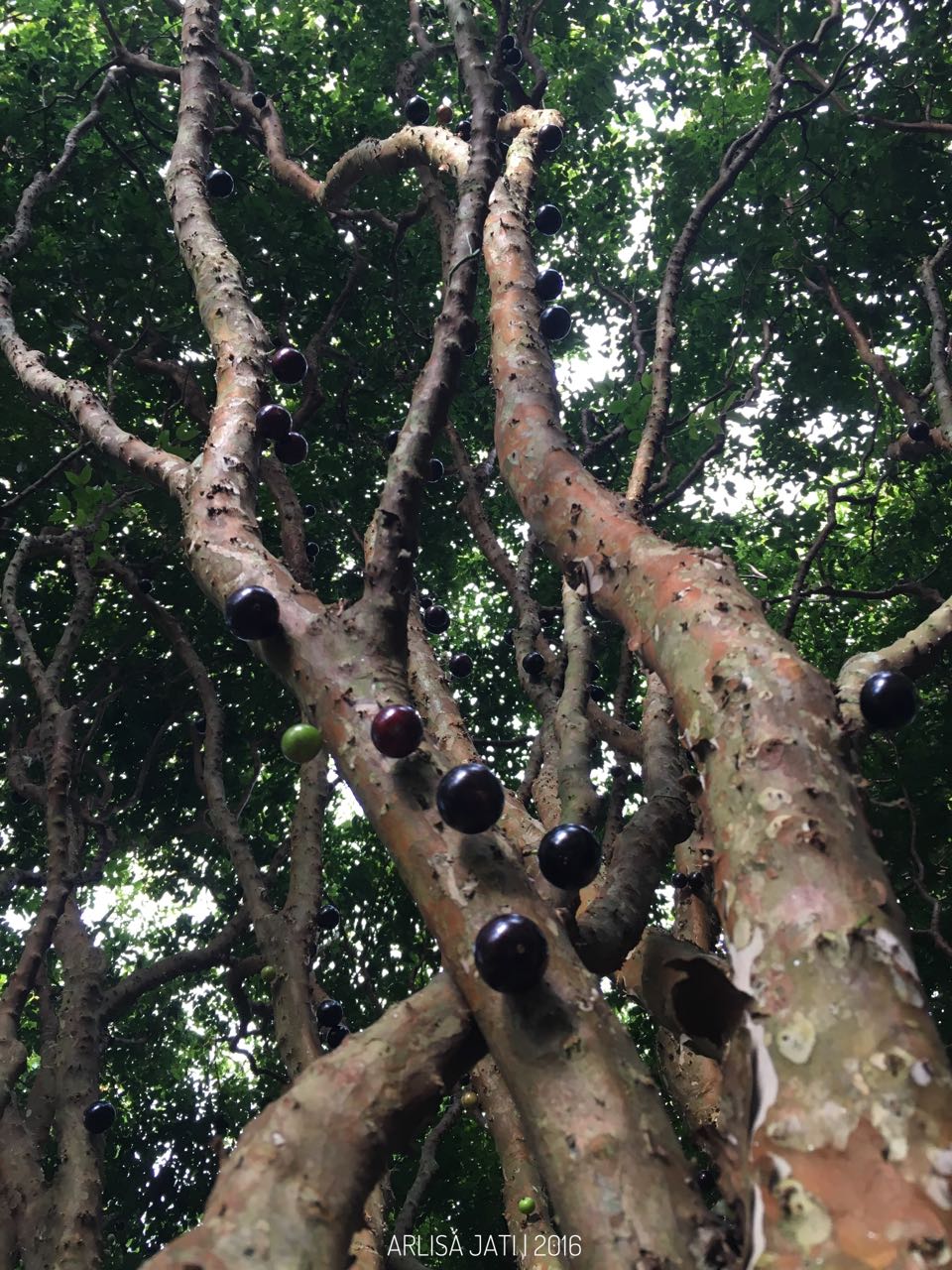 Arlisa Jati's Blog: Cherry Brazil di Indonesia?