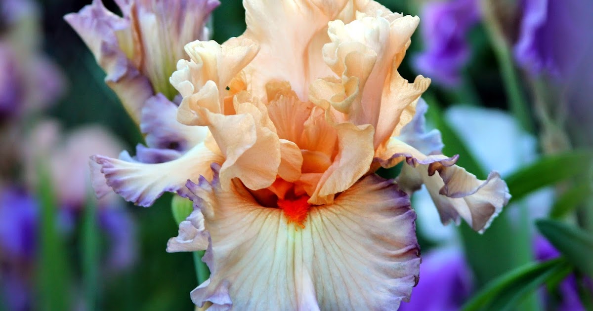 World of Irises: World of Irises — the AIS Blog turns 10! Number 7