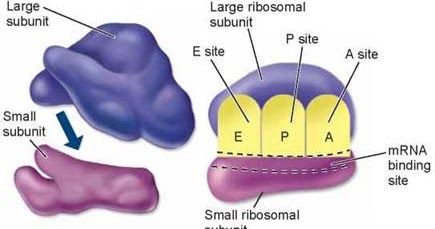 About Molecular Biology : Ribozom