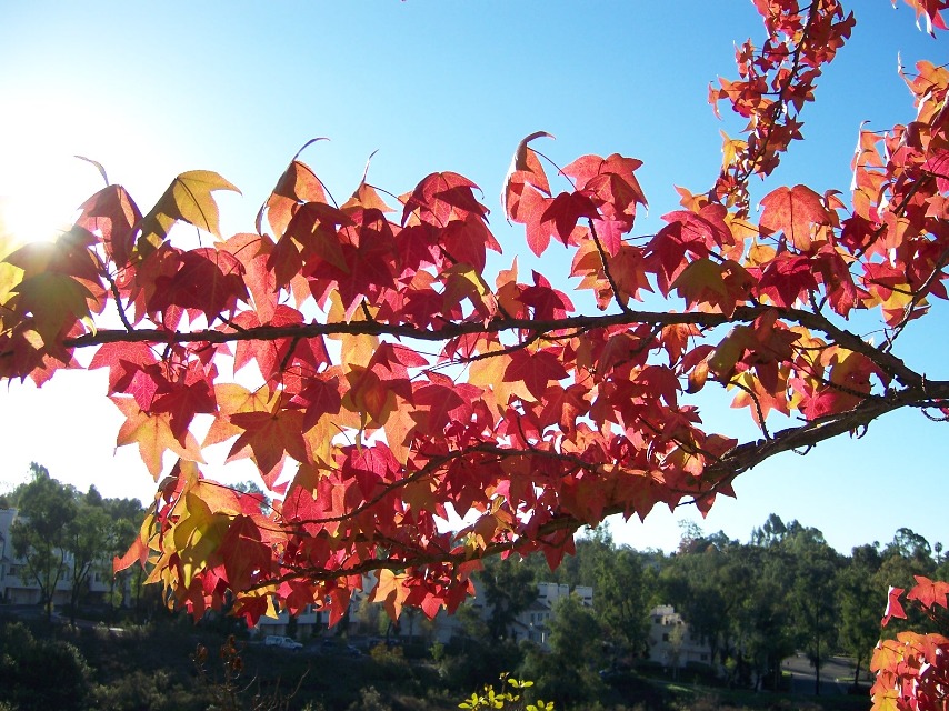 The 2 Minute Gardener: Photo - American Sweet Gum Tree (Liquidamber ...
