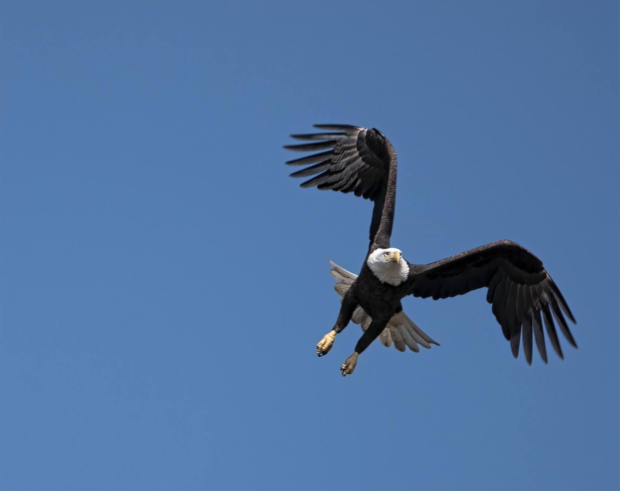 Room Without Walls: Claws