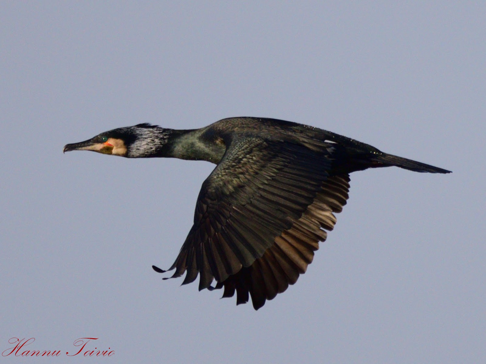 Kuvan voimalla: Merimetso