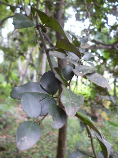 Wild Lemon - Wal Dehi | SL Flora