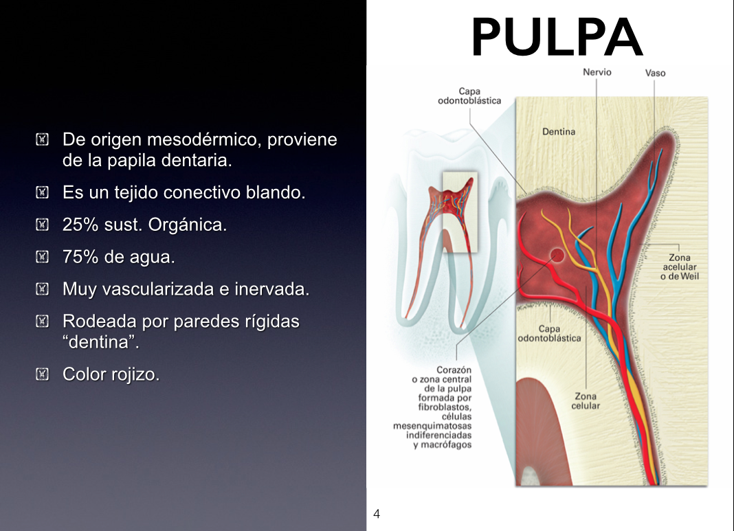 Generalidades sobre la Pulpa Dental