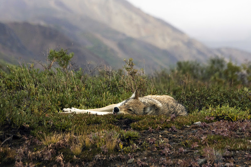 Beyond Adventure: The Big Bad Wolf. Why are we so afraid?