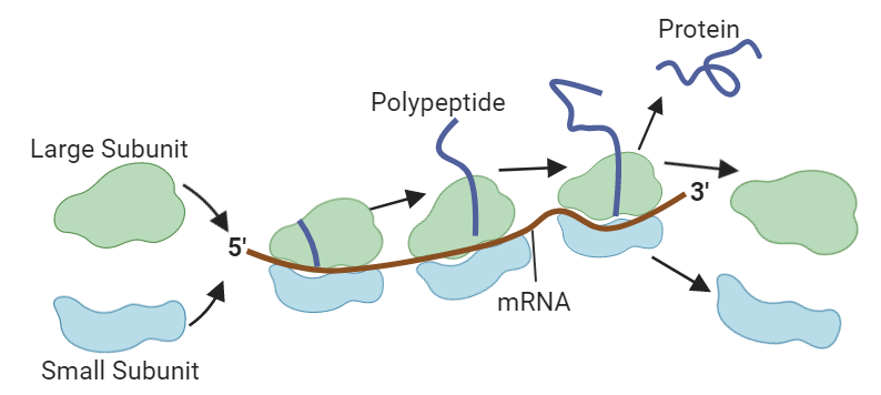 Ribosome Function | Structure, Diagram and Ribosome Factory