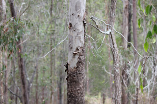 Brisbane Backyard Naturalist: Want to know Gum Trees? Part 2