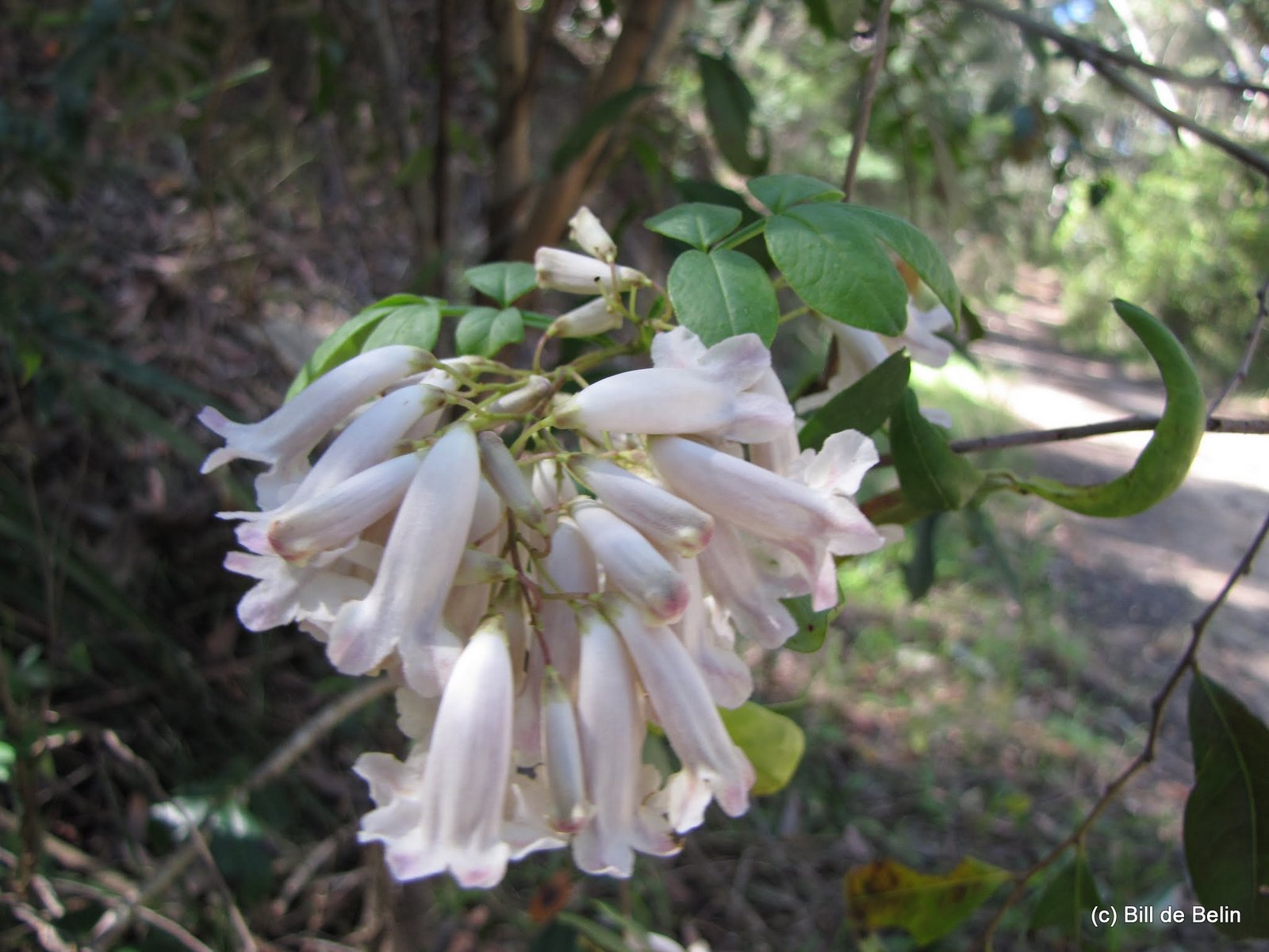 Sydney's Wildflowers and Native Plants: Pandorea pandorana - Wonga ...