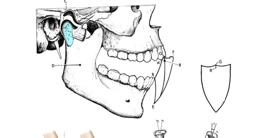 WEBINAR: Occlusion - Part 1 - Odonto-Tv