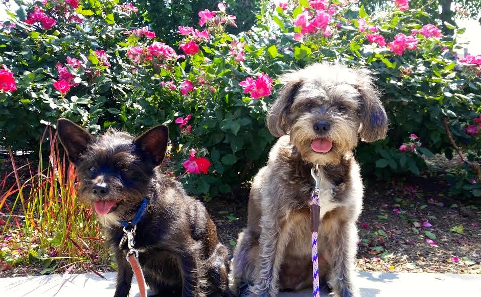 The New York Pet Concierge