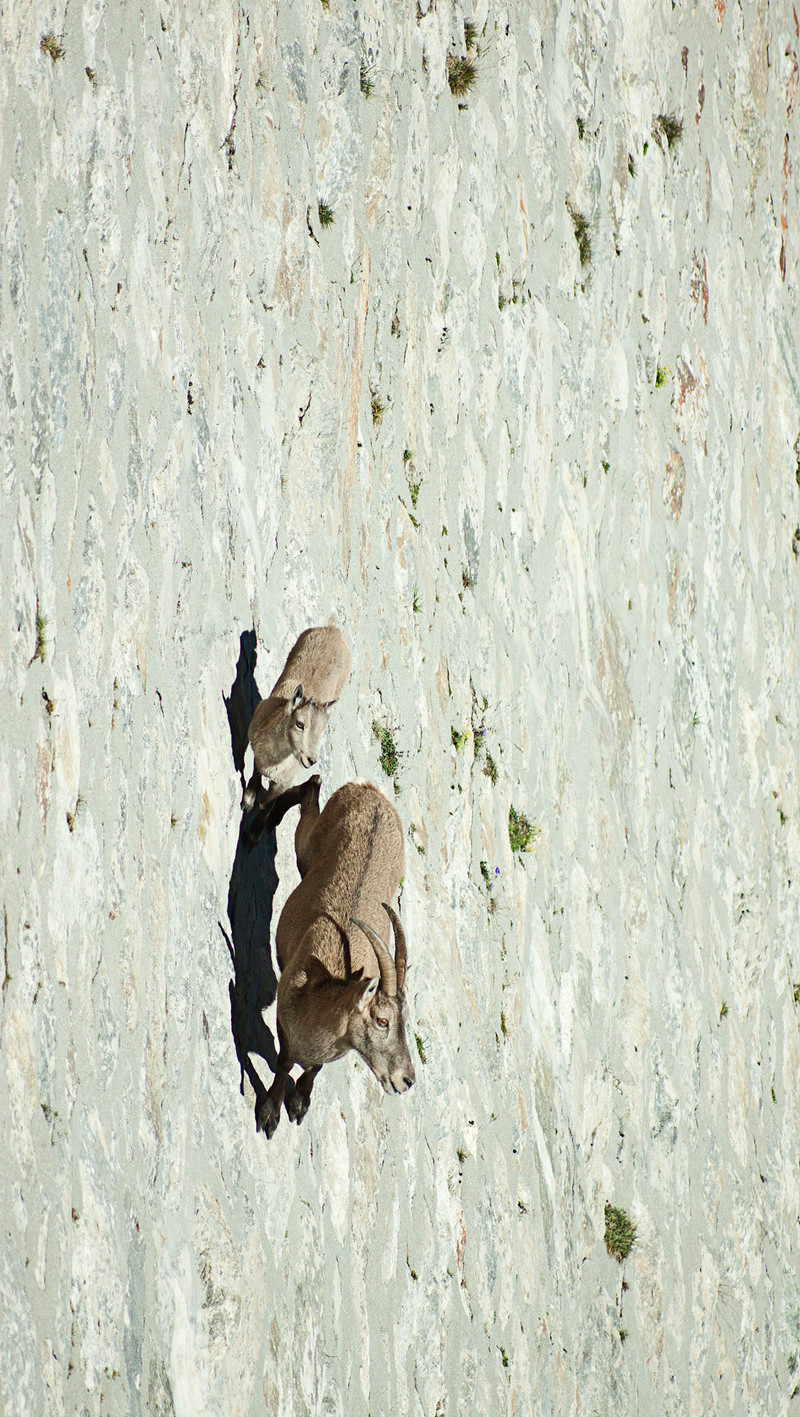 Alpine Ibex Goats on Dam