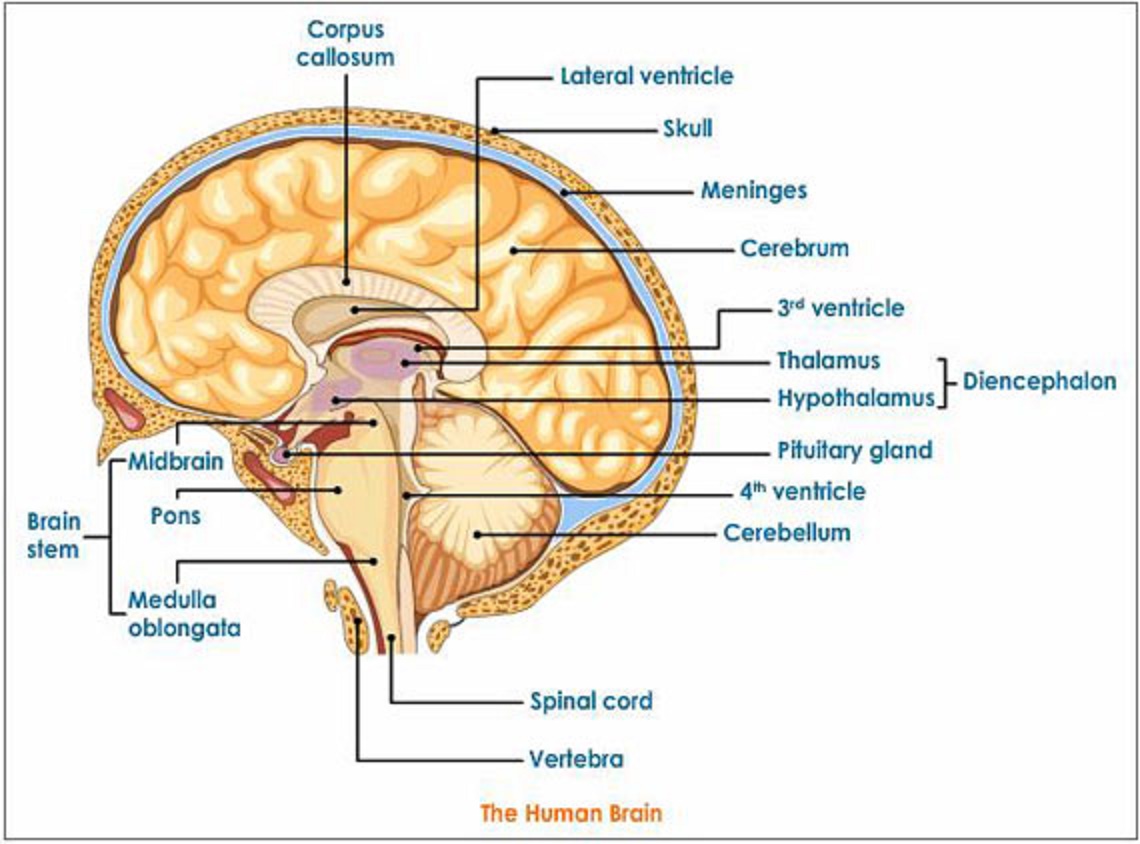 Medical and Health Science: Human Brain!!