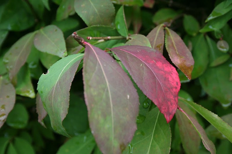 Our Garden Journal: Garden Bloggers' Foliage Day - September, 2011