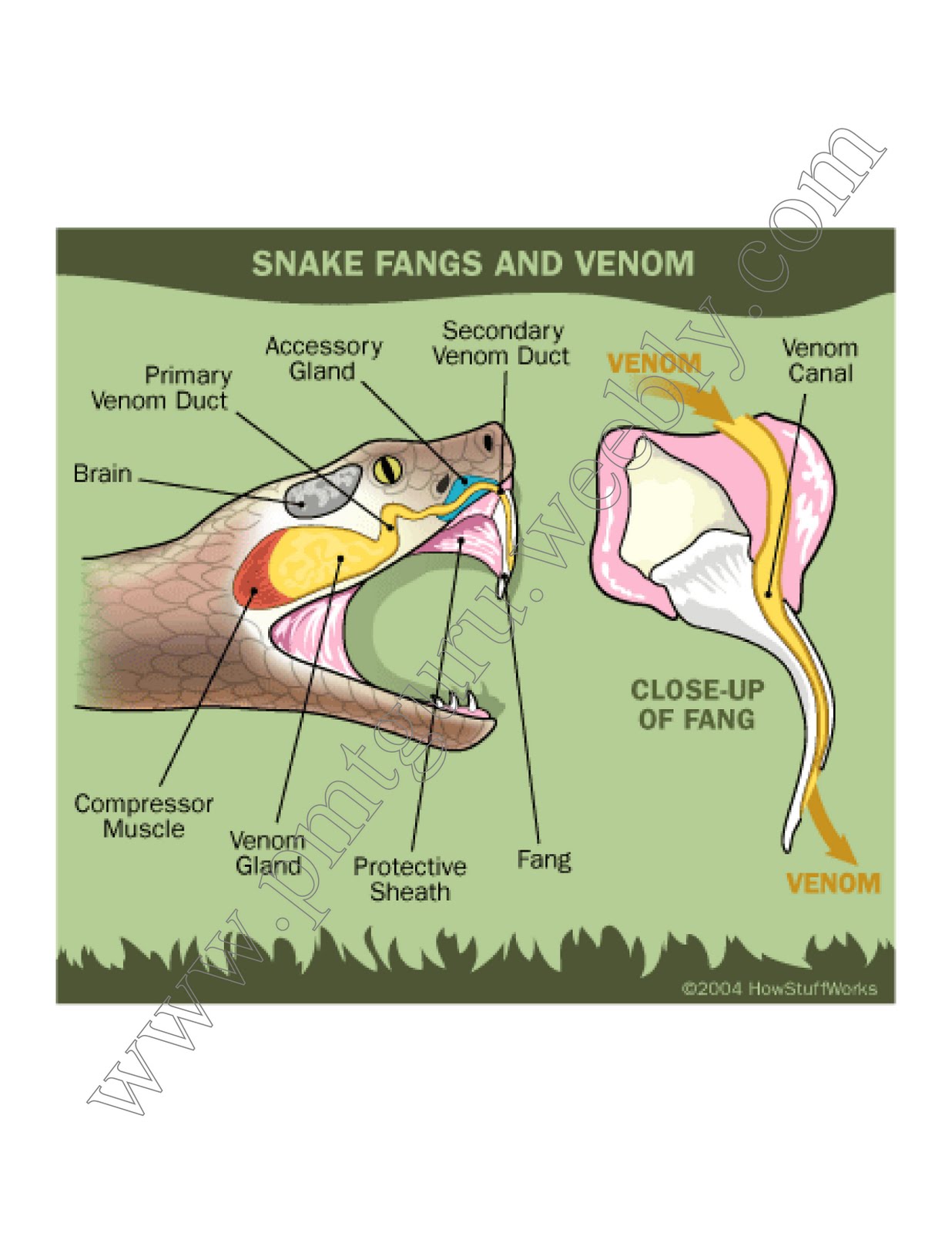 ZOOLOGY: VENOM APPARATUS