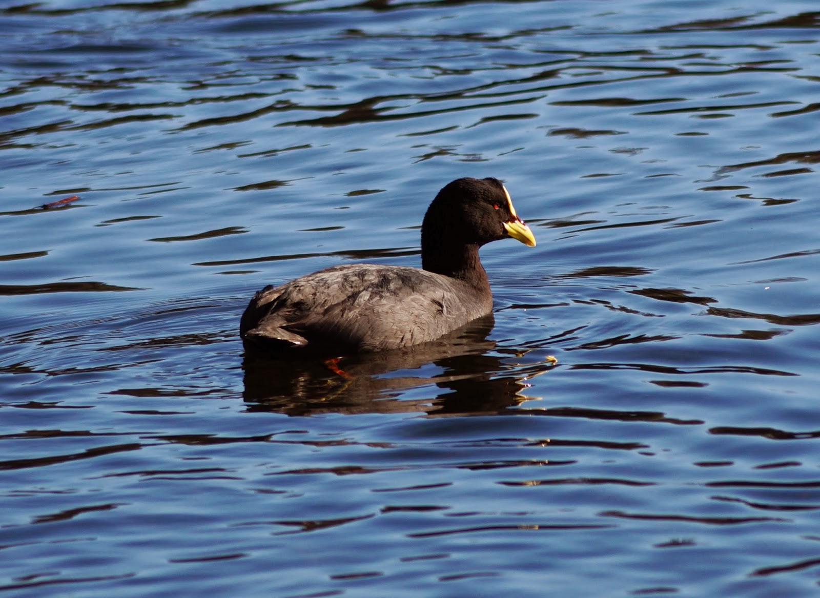 Parque Nacional Tolhuaca