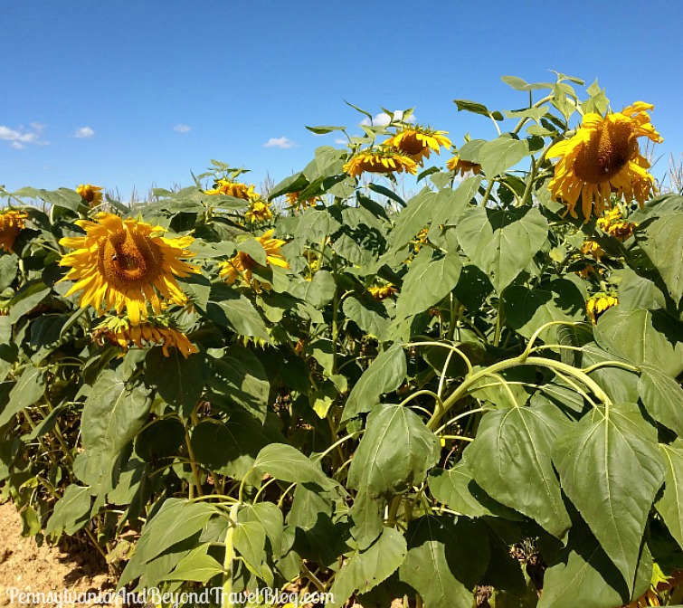 Pennsylvania & Beyond Travel Blog: Picking Sunflowers at Strites ...