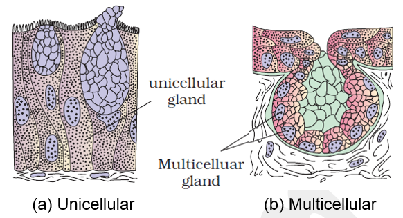 Structural Organisation In Animals - Notes | Class 11 | Part 1: Animal ...