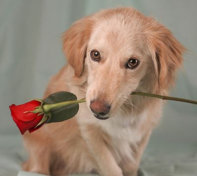 Imagenes de perros en San Valentín - Imagui
