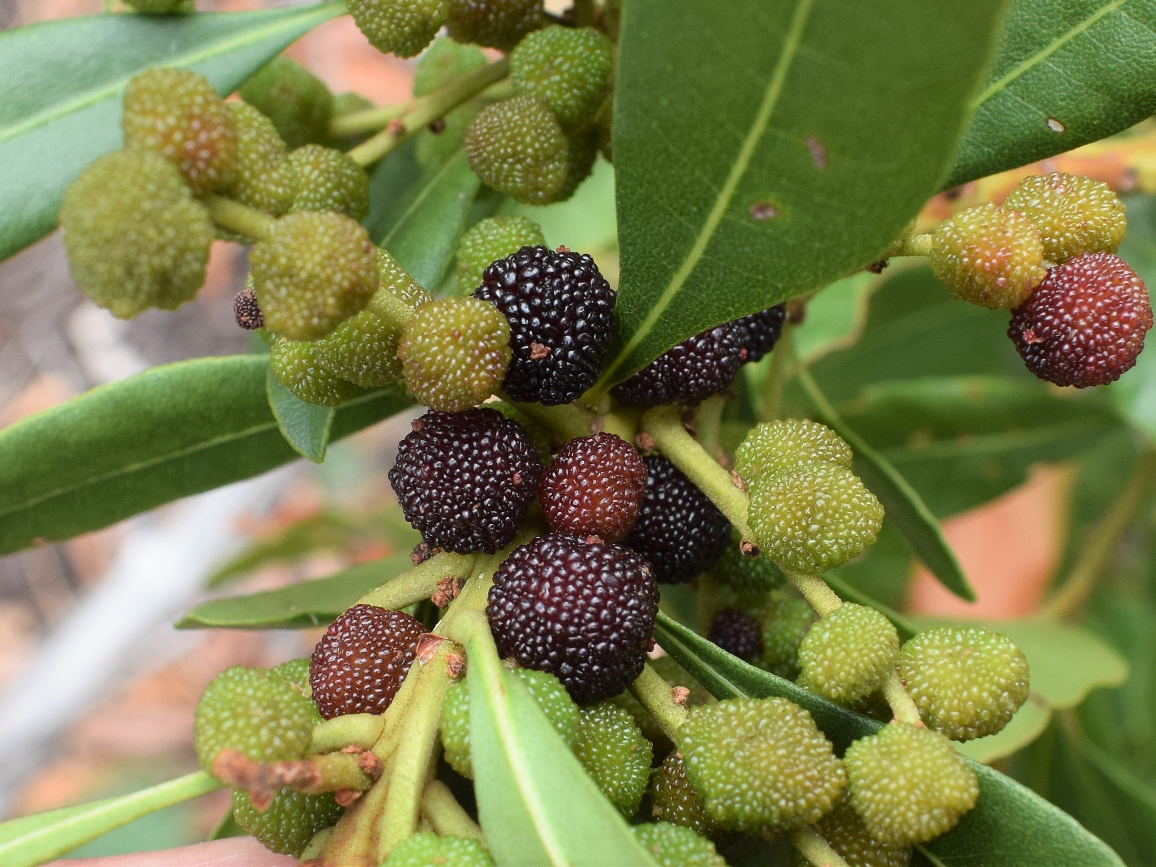 Plantas: Beleza e Diversidade: Faia-da-terra (Myrica faya)